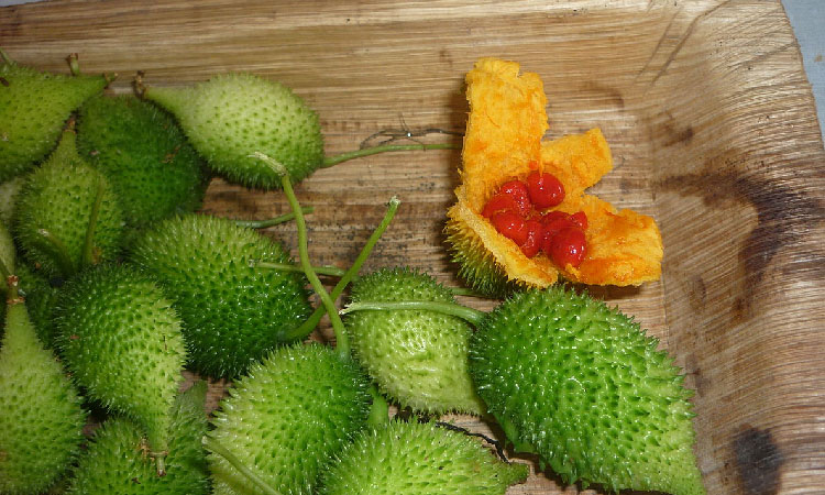 Think about the numerous medical advantages of the prickly Spiny gourd